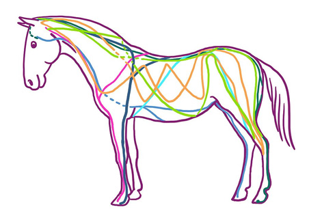 Malalignment syndrome – Bekkenscheefstand ruiter en paard - Care 2 Live